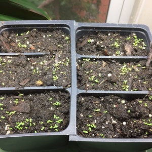 Chewing Tobacco Seed Pack 3 Varieties for Chew & Dip 3,000 Seeds - Etsy