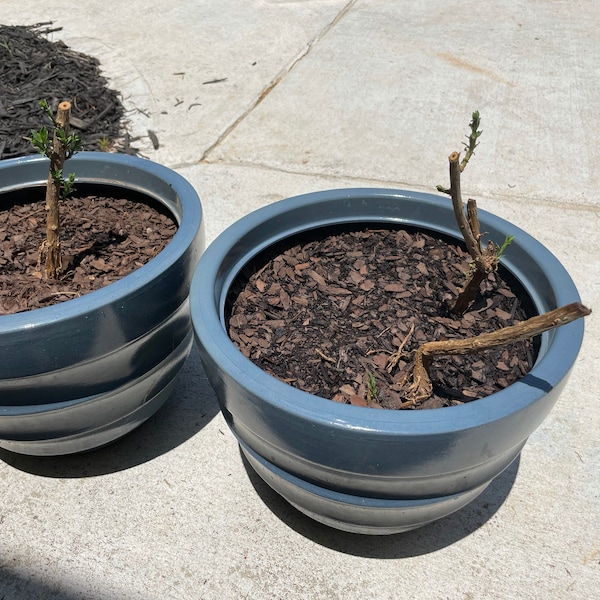 Maqui Seeds - 15 Organic Wild Harvested Maqui / Chilean Wineberry ...