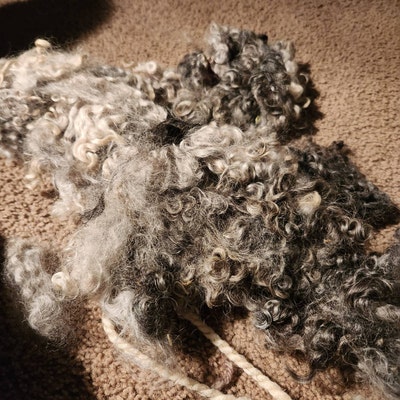 Raw Wool Lincoln Longwools Natural Colored - Etsy