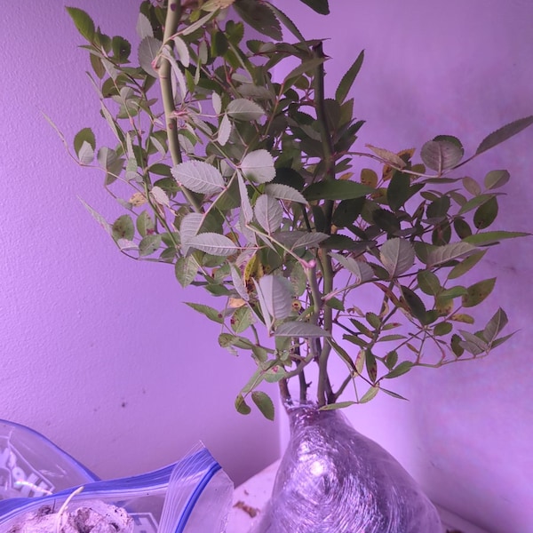 Magnolia Branches Fresh Cut to Order Home Decor Wedding Arrangements ...