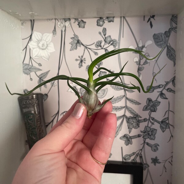 Tillandsia Bulbosa | Alien Air Plant - Etsy