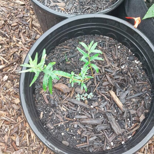 1 Jewel Black Raspberry Plant. Midseason. Zones 4-8. Live Rooted ...