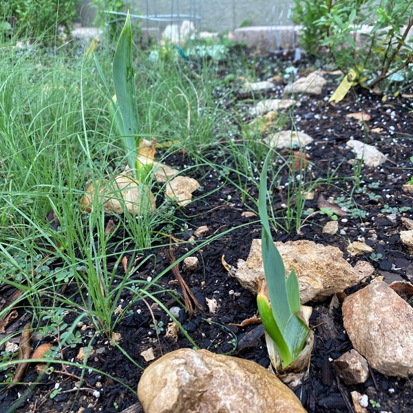 Iris 'harvest of Memories' Yellow Tall Bearded Reblooming Iris - Etsy
