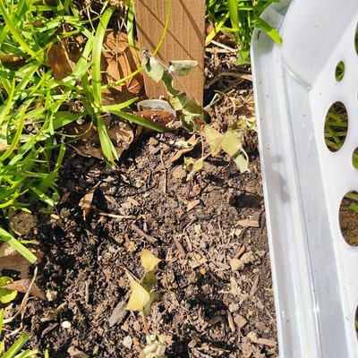 Veronica Speedwell Live Plant, Well Rooted Plug, Long-blooming for ...