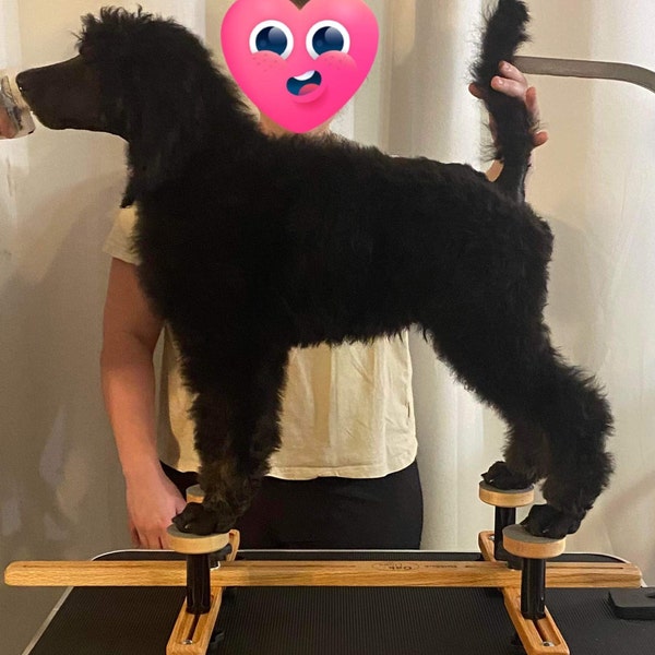 Stackrack Medium - Elevated Show Dog Stand - Etsy