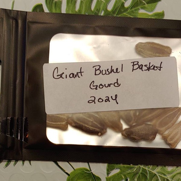 Watermelon Radish (chinese Red Meat Radish) Seeds - Etsy