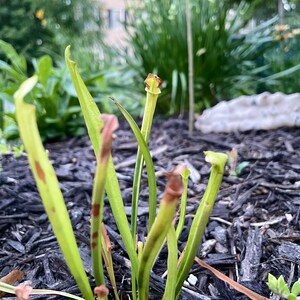 Hosta waterslide Ride the Blue Waves Blue Hosta Perennial - Etsy