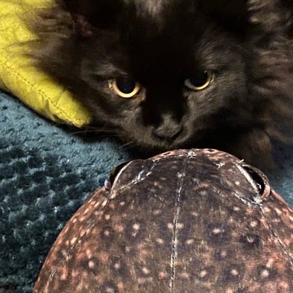 NEW Rain Frogs Grumpy Frog Mini Plushie Stuffed Animals - Etsy