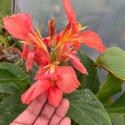 Rare Canna Lily Rhizome Bulb, Angels, Live Plant - Etsy
