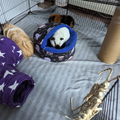 Guinea Pig Piggie Pod Bed CUSTOM ORDER Medium Size - Etsy