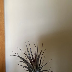 Tillandsia Stricta Iridescent Air Plants - Etsy