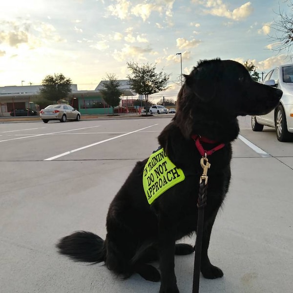 Vest (adjustable Size), "in Training Do Not Approach", Light Weight Sd ...