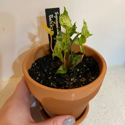 Syngonium Batik Starter Plant all Starter Plants Require You to ...
