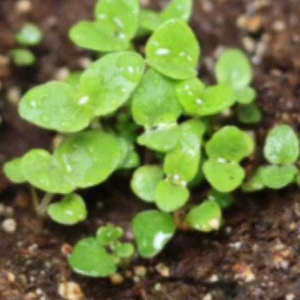 Gloria Cosmos Seeds | Cosmos Bipinnatus | Non-gmo | Flower Seeds | Seed ...