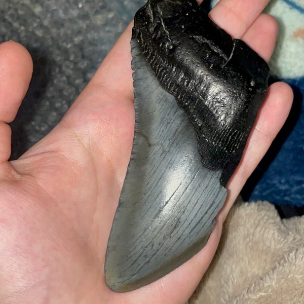 5 Ice Age Turtle Shell Fossils From Florida - Etsy