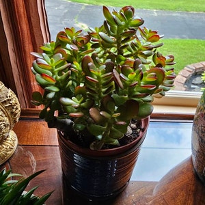 Crosby's Compact Jade 6 Inch Dwarf Jade Crassula Ovata Live Succulent ...
