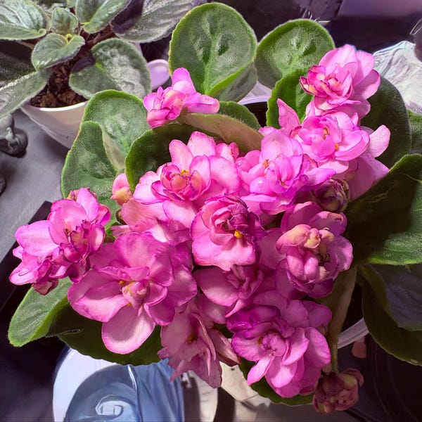 Currently Blooming African Violet Live Plant in a 4" Pot | Blush ...