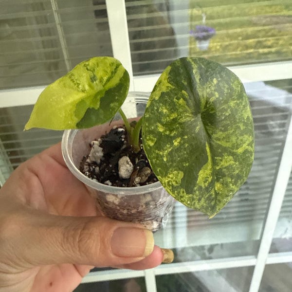 Hoya Carnosa Splash Mother Plant (photos Updated 05/25/25) - Etsy