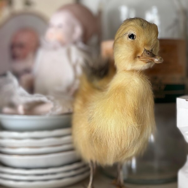 Real Little Yellow Duck Specimen Collectibles Study, Special Gifts Kids ...