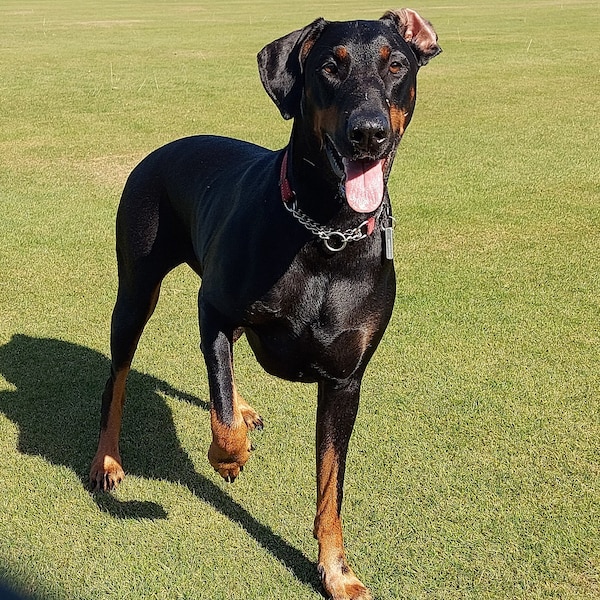 Trainer Tags, Lace Tags, Personalised Trainer Tags, Sneaker Tags, Shoe ...