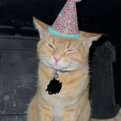 Cat Birthday Hat Pet Party Hat Puppy Birthday First Birthday Puppy First Birthday Birthday Party ...