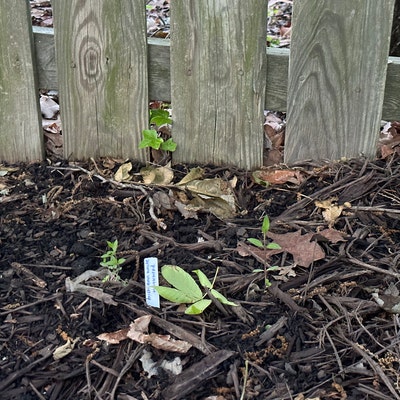 Prairie Ninebark physocarpus Opulifolius Starter Shrub - Etsy