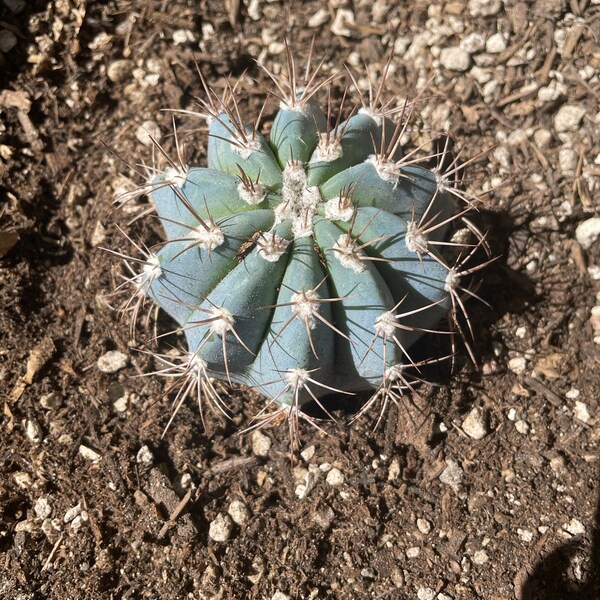 Melocactus Azureus,blue Cactus,live Cactus Plant,house Plant,succulent ...