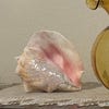 Large Bahama Queen Conch Shell Horn Trumpet (pink) 7"+ - Etsy