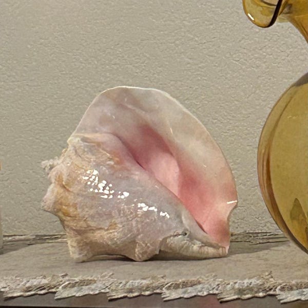 Large Bahama Queen Conch Shell Horn Trumpet (pink) 7"+ - Etsy