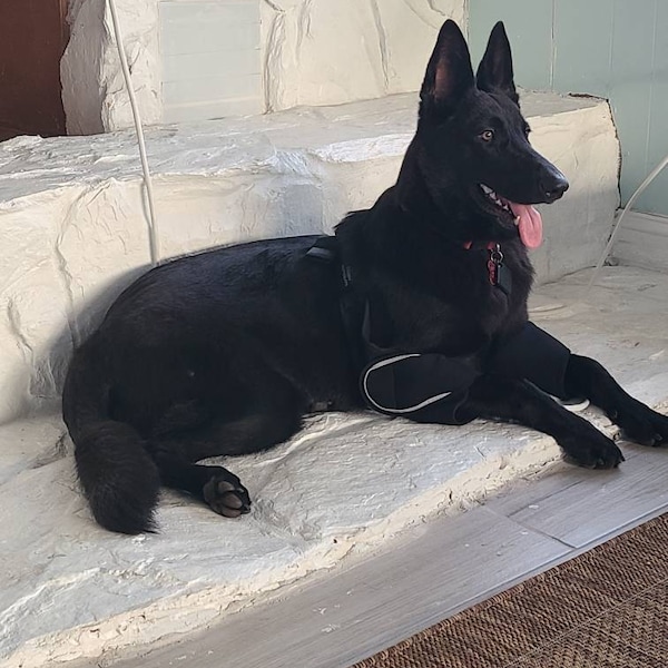 Adjustable K-9 Elbow Callus Pressure Sores Reflective Dog Elbow ...