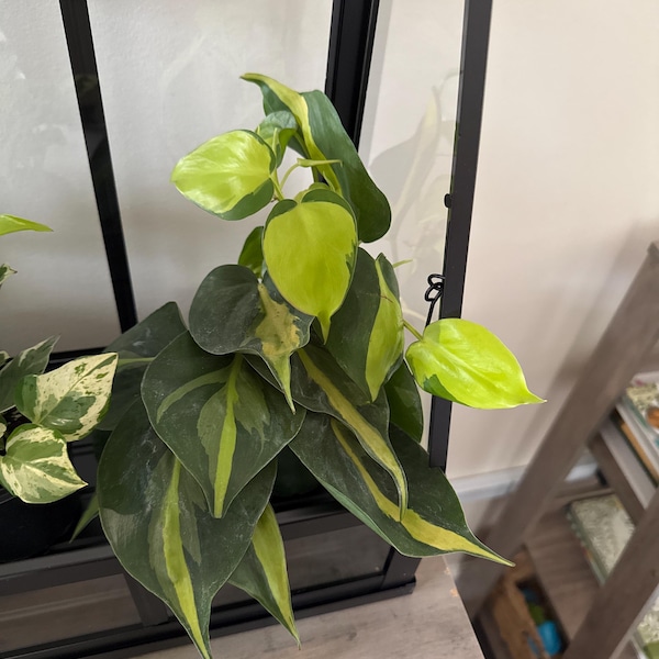 Philodendron Brazil in a 4" Nursery Pot - Variegated Pothos Plant ...