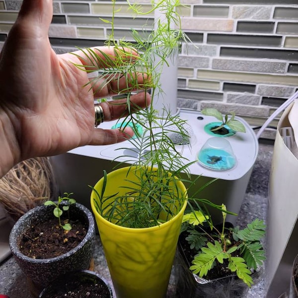 Cardinal Climber Vine MIX - Cypress Vine - Climbing Flowers, Trellis ...