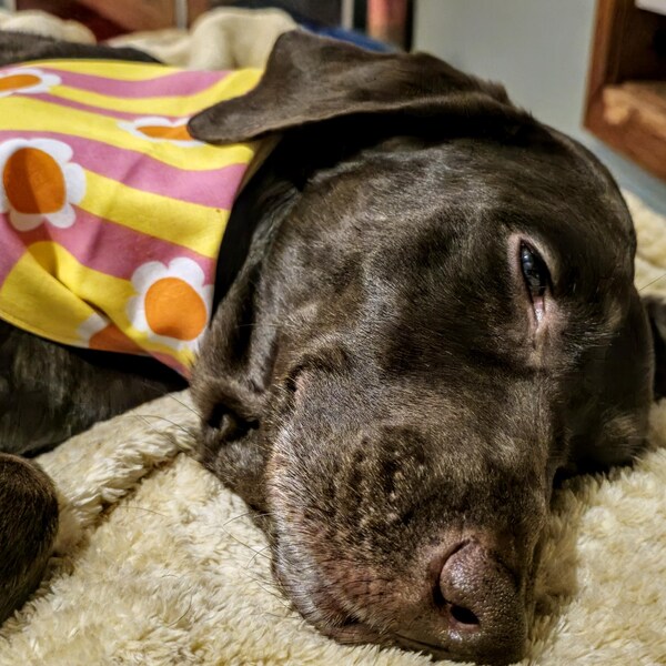 Valentines Day Dog Bandana, Red Heart Dog Bandana, Red and Pink Dog ...