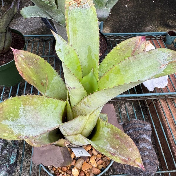 Bromeliad Portea ‘jungles’ Small Pup - Etsy