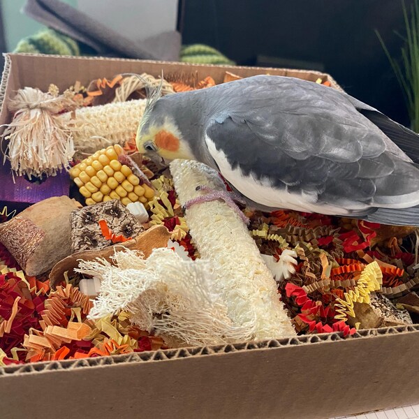 Corn Cob Nuggets 10 Pack Parrot Toys and Bird Toy Parts by A Bird Toy ...