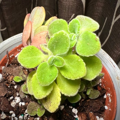 Vicks Plant, Plectranthus Tomentosa, Rare Herb/ Succulent With Pleasant ...