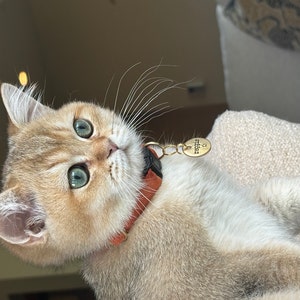 Cat Tag, Cat ID Tag, Small Pet Tag, Cat Name Tag, Microchipped Tag ...