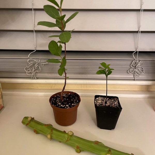 Organic Red PIGEON PEAS Gunga Pea 50 Seeds Cajanus Cajan Gandul Lazaro ...