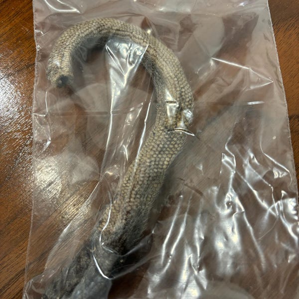 Freeze Dried Yak Feet for One Taxidermy Yak, Deer Antlers, Taxidermy ...