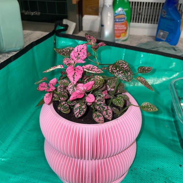 Double BUBBLES Planter, 9 Color Options, Unique 3D Printed Plant Pot With Drainage & Saucer for ...