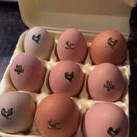 Egg Stamp Cute Little Chicken Stamp Mini Egg Stamp Chicken Egg Stamp ...