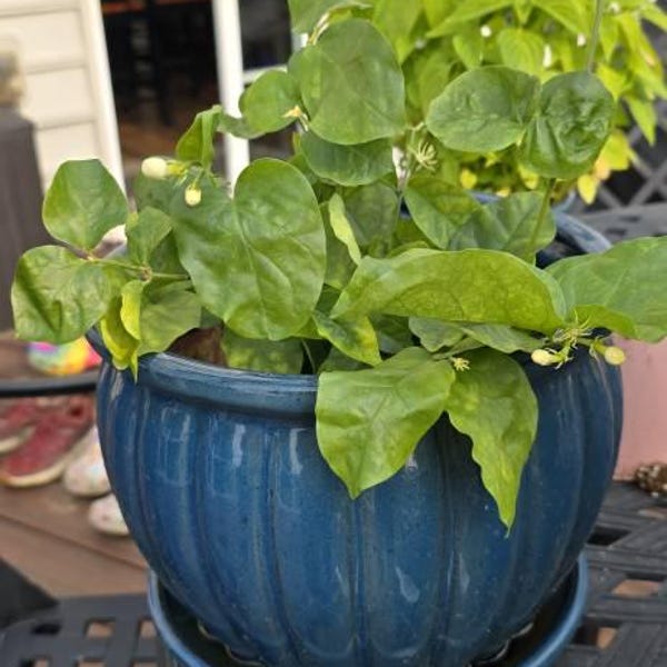 Calathea Pilosa Super Lush | Calathea Pilosa Starter Plant | Rooted ...
