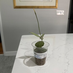 White Princess Philodendron, Pink & White Philodendron, PPP, WPP, High ...