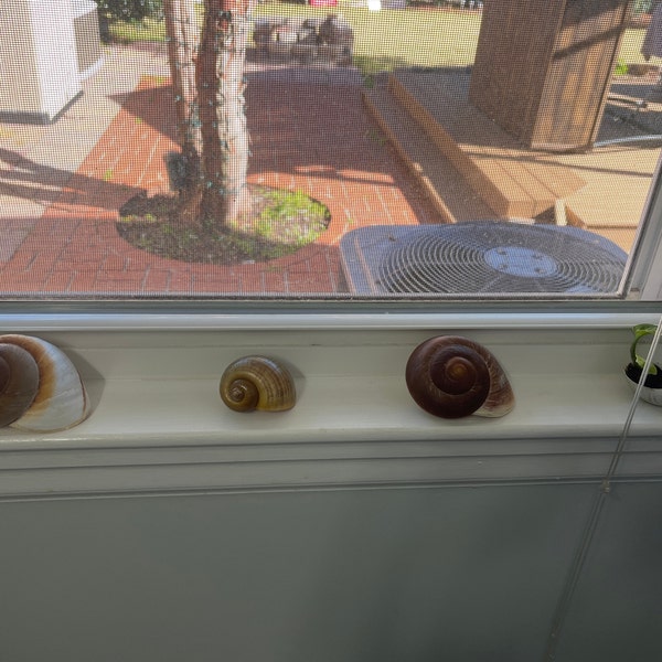 Muffin Shells Large Snail Brown White Snail Seashells - Etsy