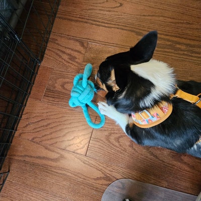 Black Spider Dog Rope Toy, Handmade Sustainable Dog Rope Toys, Toys for ...