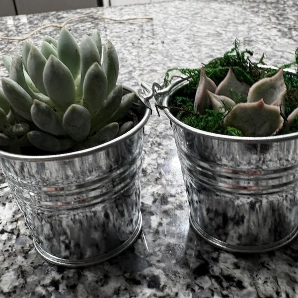 60 Packs Succulents & Mini Tin Bucket, DIY Your Succulent Favor Gifts ...