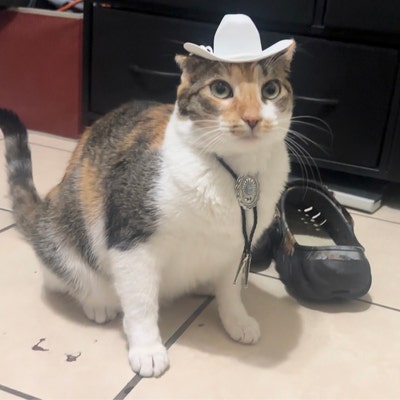 Mini-sized Graduation Cap Cat Hat for Your Cat FREE SHIPPING - Etsy