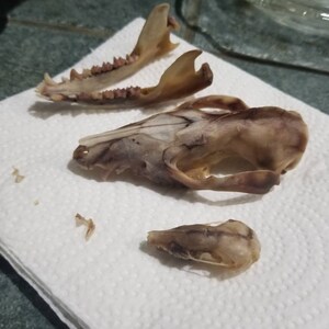 Grade A Beetle Cleaned Mole Skull - Etsy