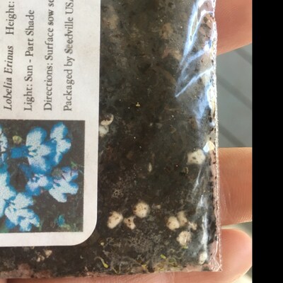 200 BLUE SPLASH LOBELIA Regatta Blue & White Erinus Flower Seeds comb S ...