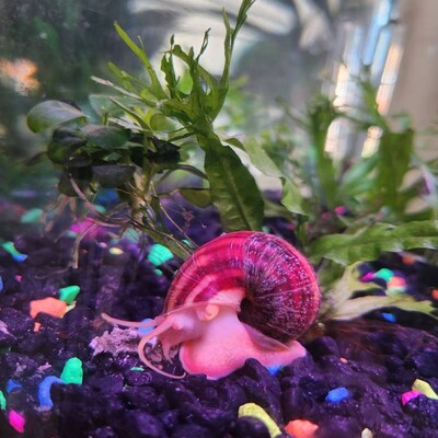 Super Snello 8oz, Aquatic Snail Food, Dehydrated, Snail Jello, Mystery ...